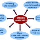 Stress hormones - Women Health Info Blog